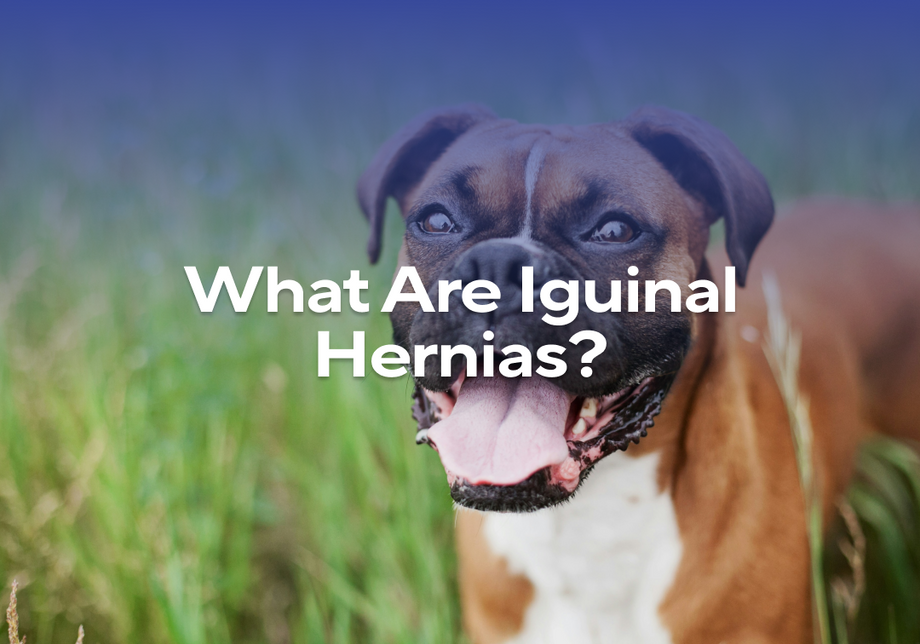 What are Inguinal Hernias? – Impact Dog Crates