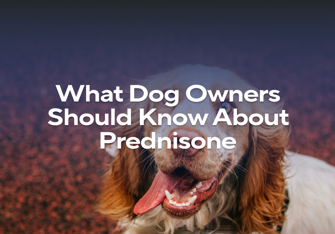 What Dog Owners Should Know About Prednisone – Impact Dog Crates