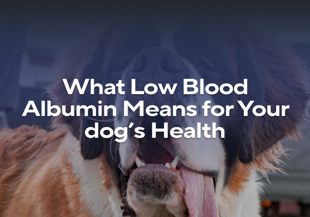 What Low Blood Albumin Means for Your Dog’s Health – Impact Dog Crates