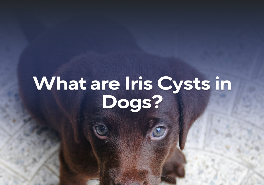 What Are Iris Cysts in Dogs? – Impact Dog Crates
