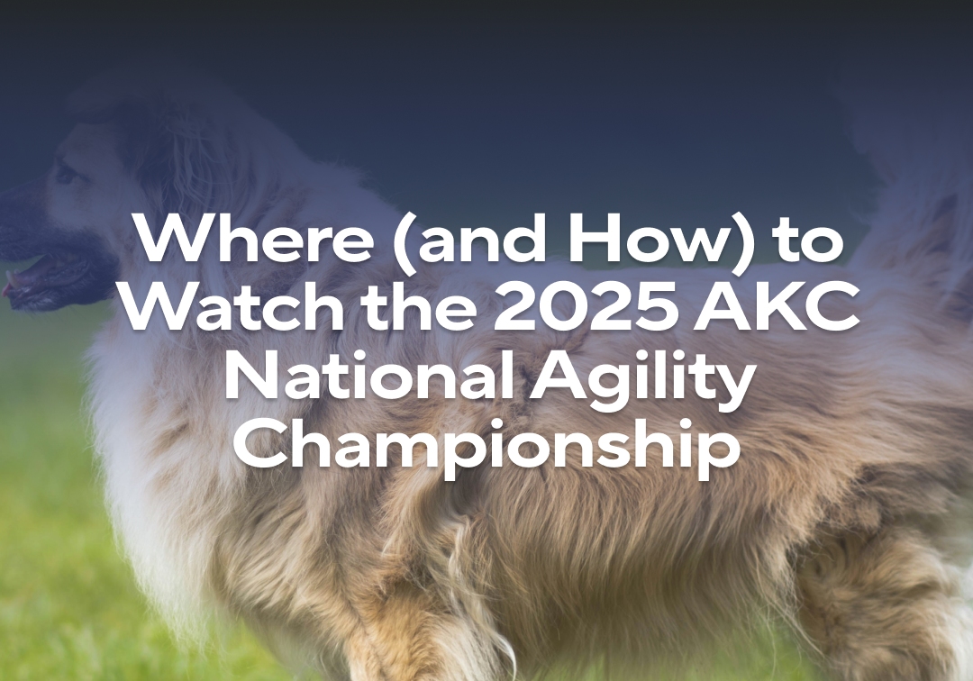 Where (and How) to Watch the 2025 AKC National Agility Championship ...