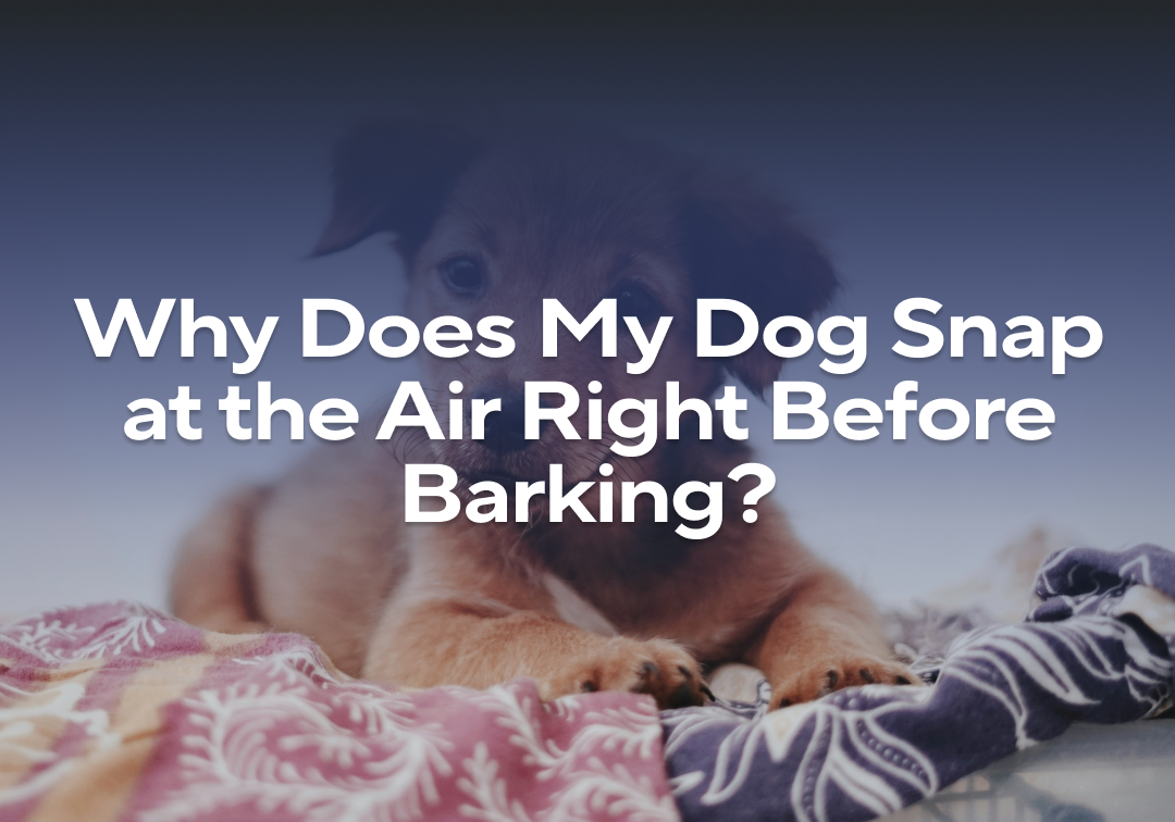 Why Does My Dog Snap at the Air Right Before Barking? – Impact Dog Crates