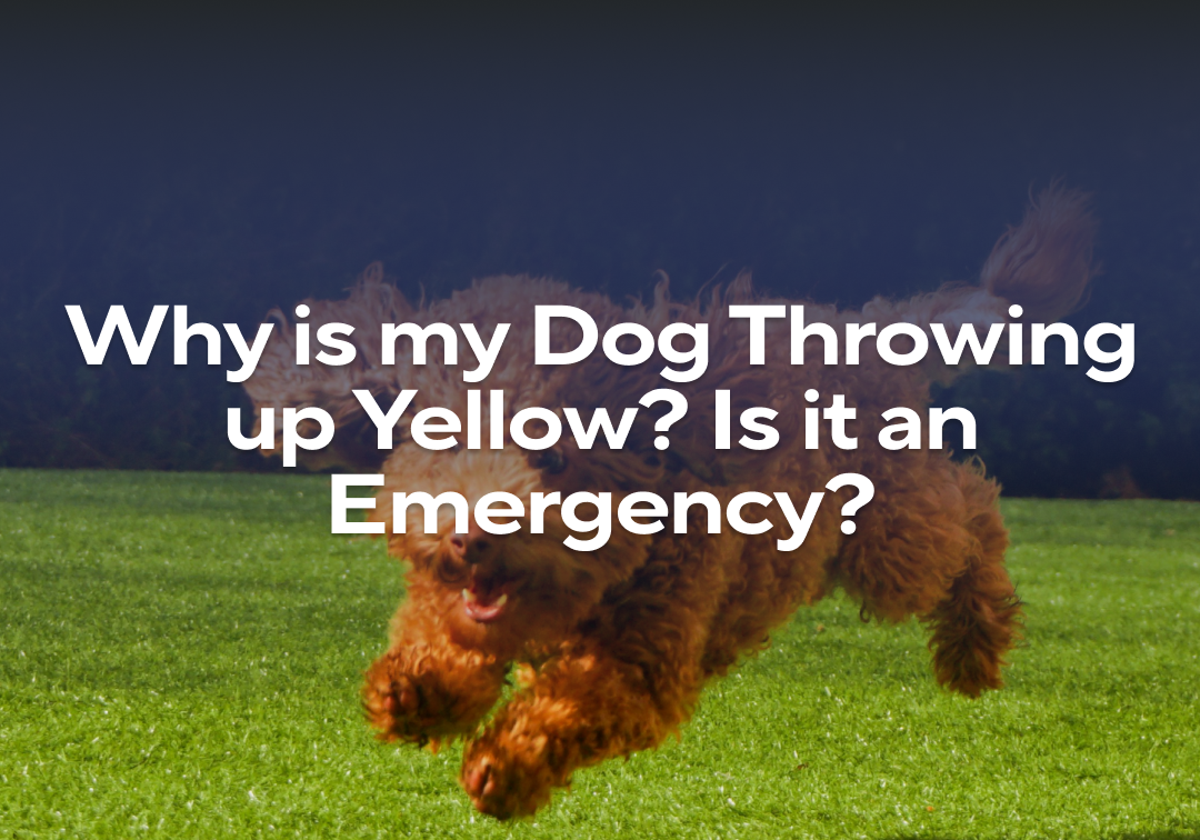 Why Is My Dog Throwing Up Yellow? Is It an Emergency? – Impact Dog Crates