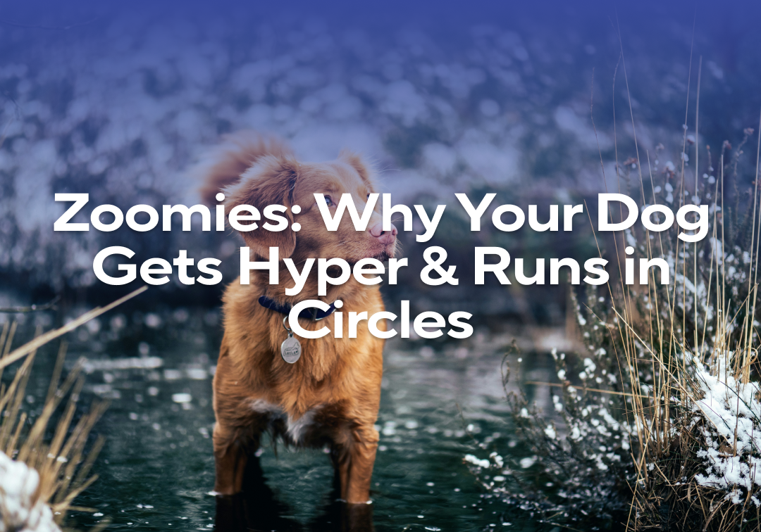 Zoomies: Why Your Dog Gets Hyper & Runs in Circles – Impact Dog Crates