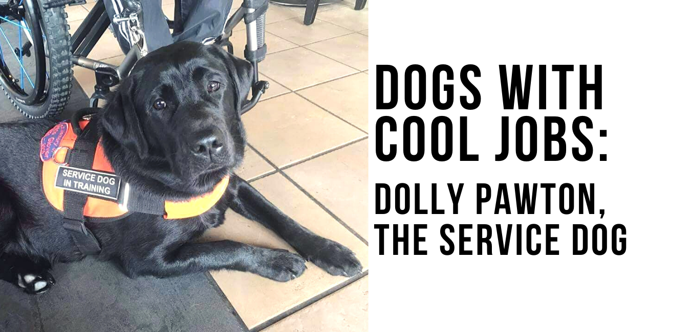 Dogs With Cool Jobs - Dolly Pawton, the Service Dog – Impact Dog Crates