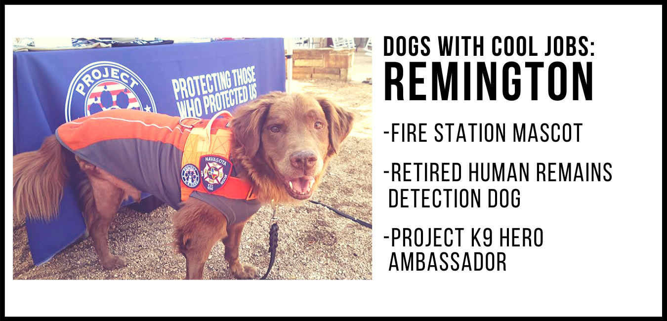 Dogs With Cool Jobs: K9 Remington – Impact Dog Crates