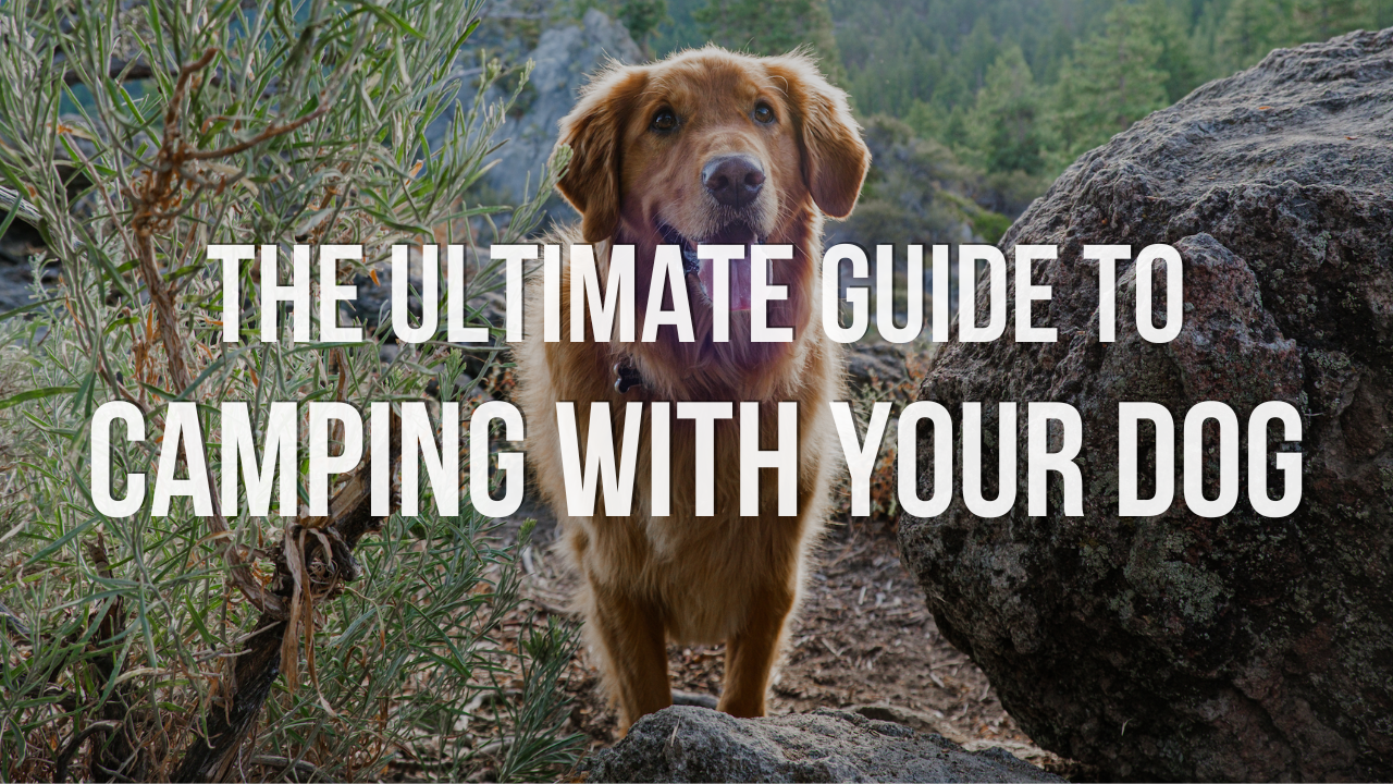 The Ultimate Guide to Camping with Your Dog – Impact Dog Crates