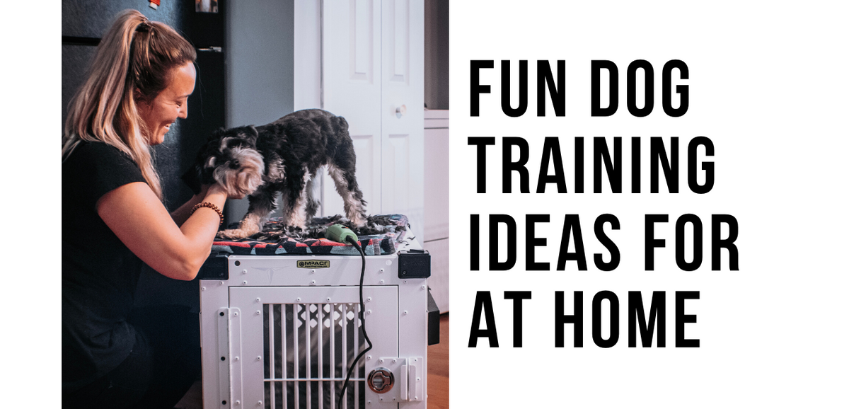 Fun Dog Training Ideas – Impact Dog Crates