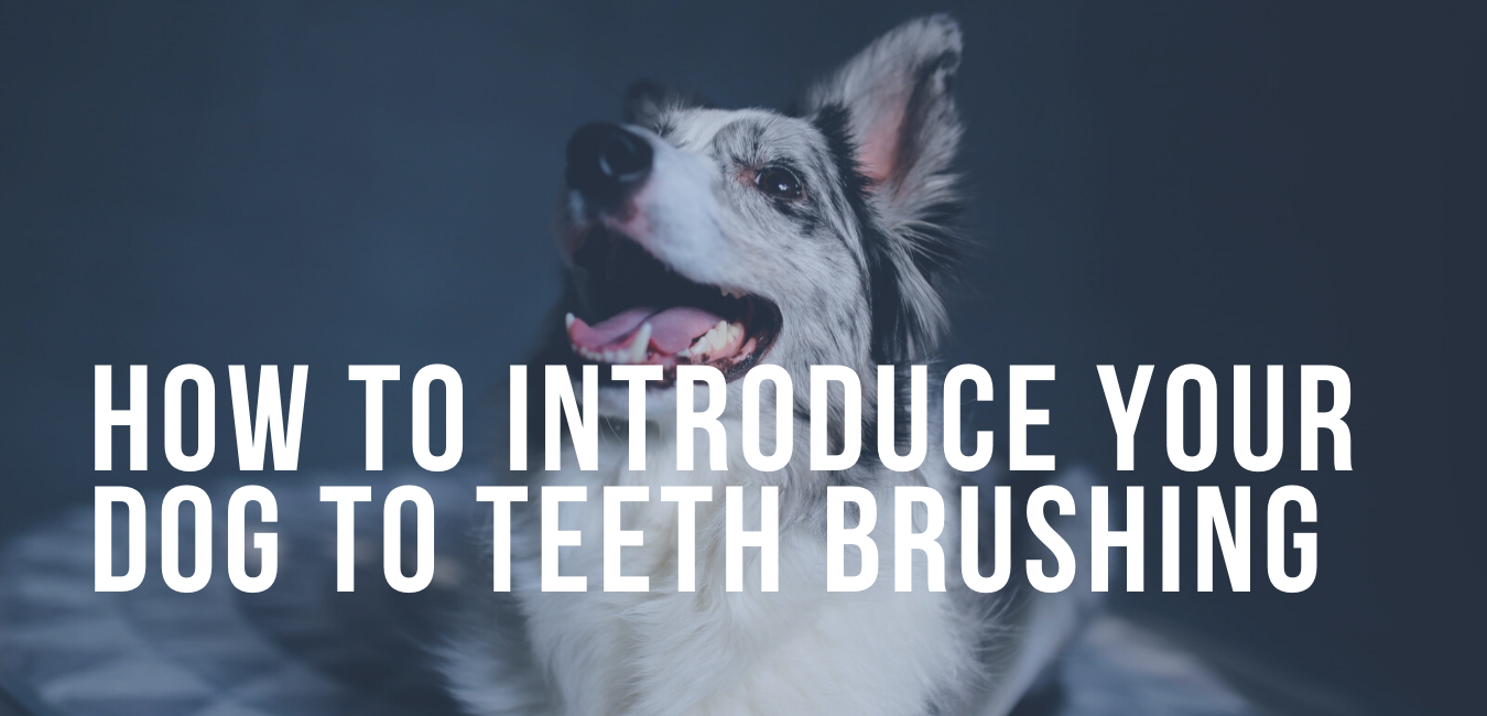 How to Introduce Your Dog to Teeth Brushing – Impact Dog Crates