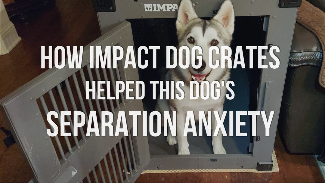 Testimonial: How Impact Dog Crates Helped This Dog's Separation Anxiet