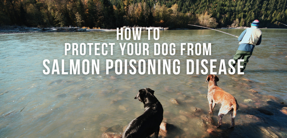 How To Protect Your Dog From Salmon Poisoning Disease – Impact Dog Crates