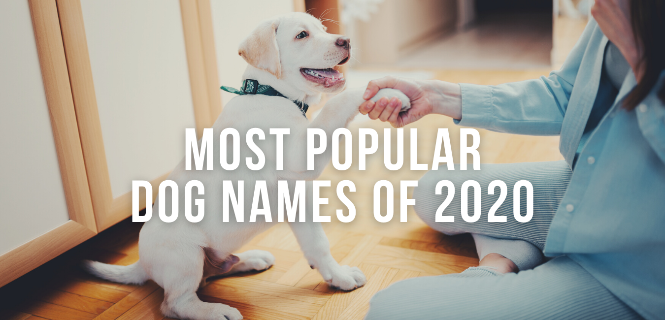 Most Popular Dog Names of 2020 – Impact Dog Crates