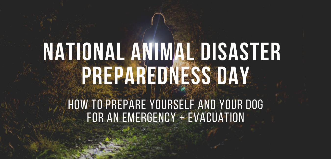 National Animal Disaster Preparedness Day – Impact Dog Crates