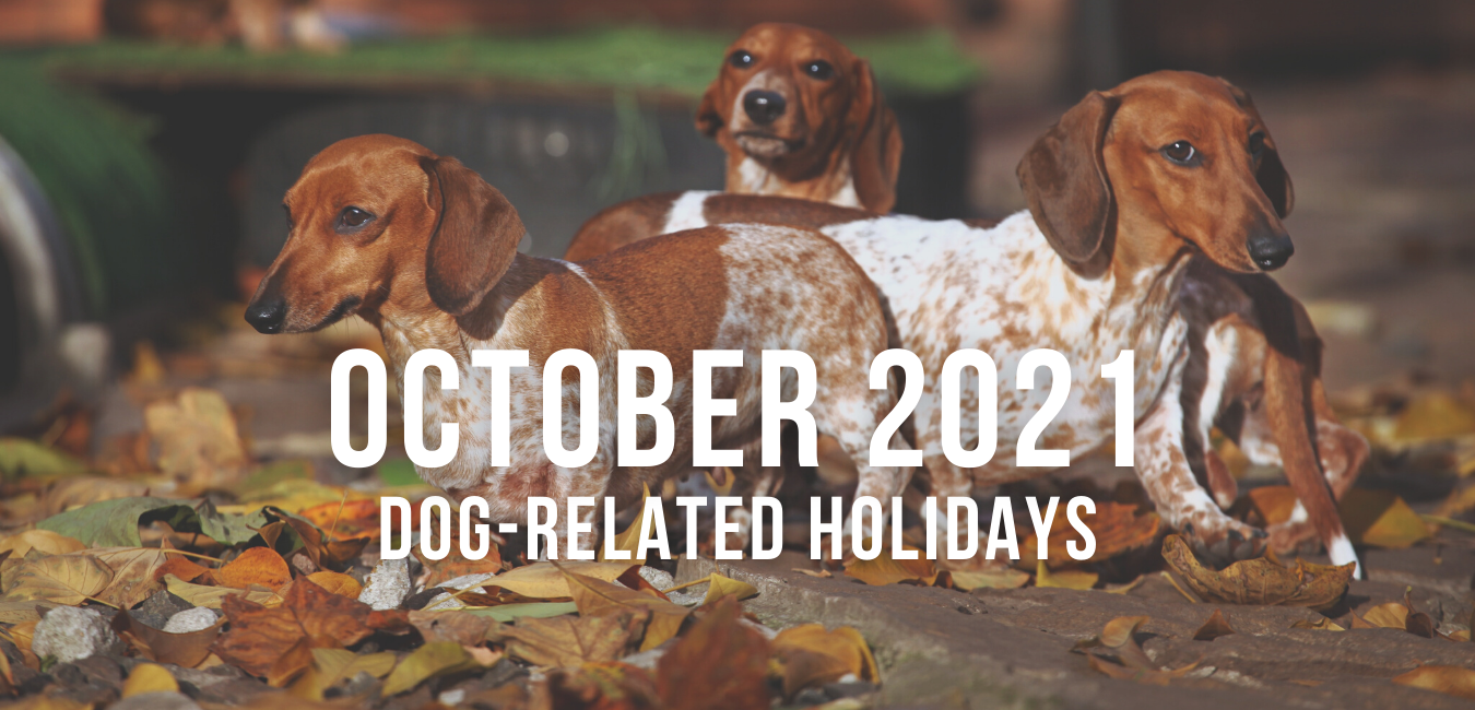 October 2021 Dog-Related Holidays and Observances – Impact Dog Crates