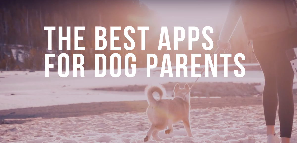 The Best Apps for Dog Parents – Impact Dog Crates