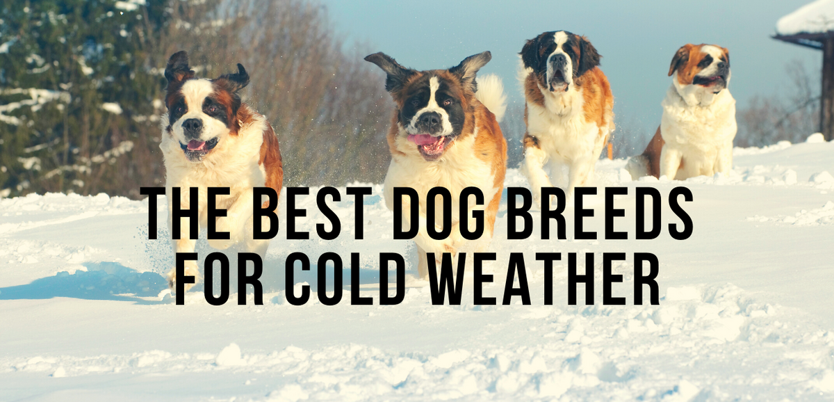 Cold-Weather Dog Breeds – Impact Dog Crates