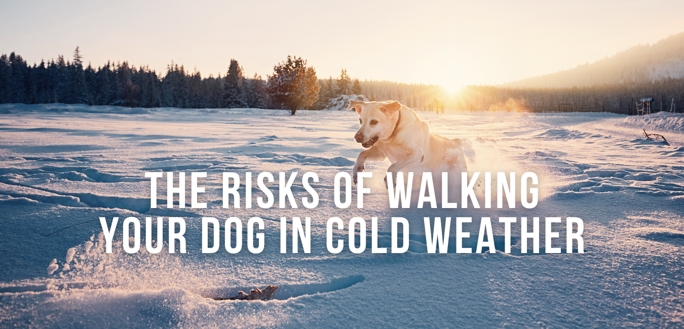 The Risks of Walking Your Dog in Cold Weather – Impact Dog Crates