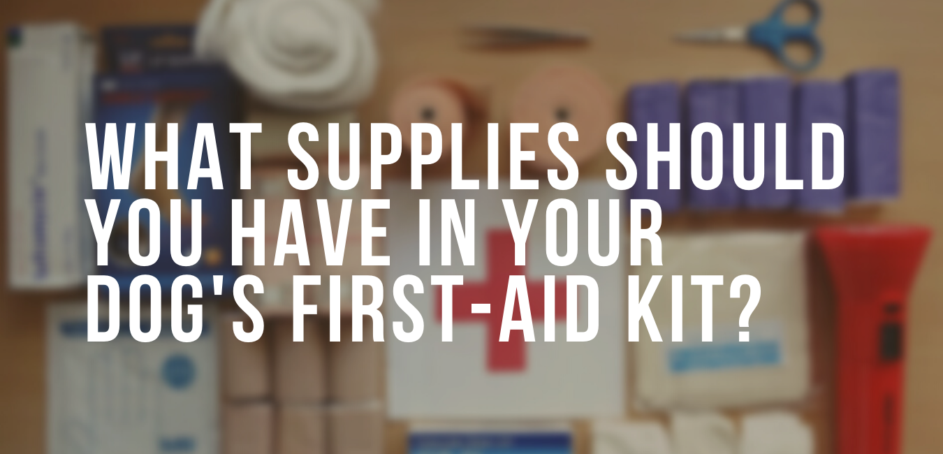 What Supplies Should You Have in Your Dog's First-Aid Kit? – Impact Dog ...