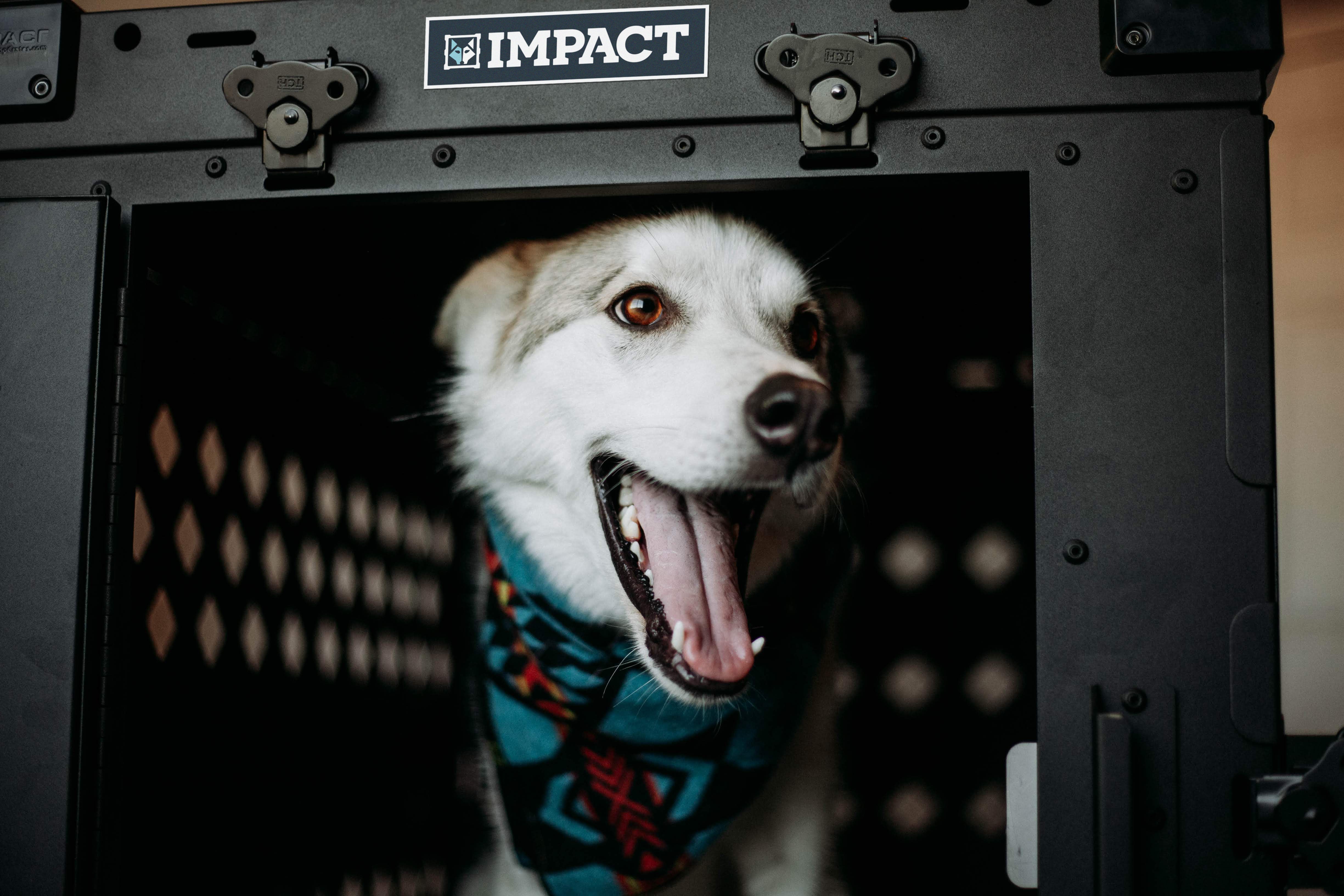 Police K9 Vehicle Equipment – Impact Dog Crates