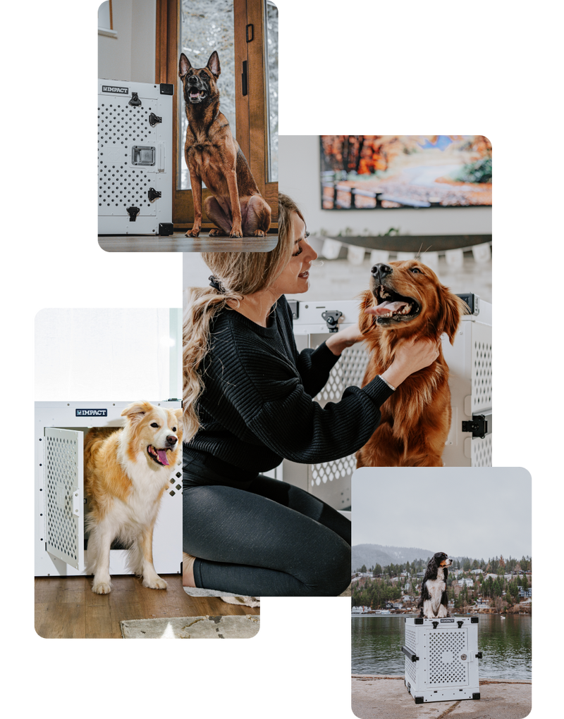 Impact Dog Crates | Strong & Safe Aluminum Dog Crate