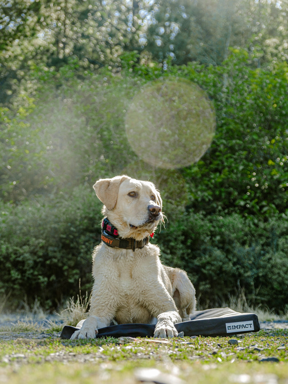 Impact Crate Fan – Impact Dog Crates