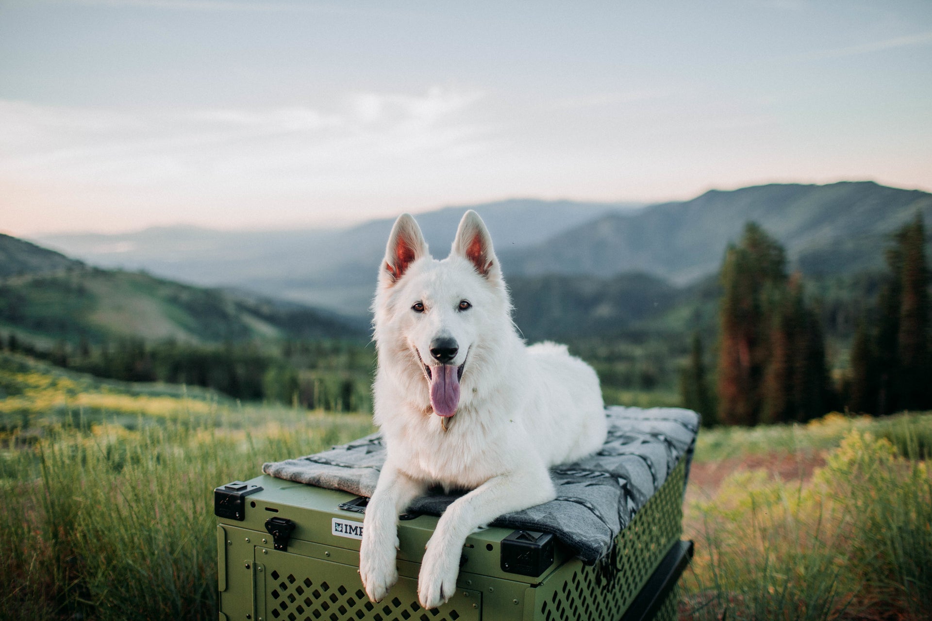 Impact Dog Crates | Strong & Safe Aluminum Dog Crates